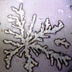 Ovulation Microscopes: The Key to Effective Fertility Charting - Zoom Baby