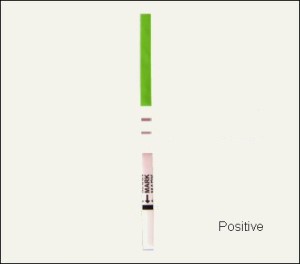 How to Use Early Pregnancy Test Strips - Zoom Baby