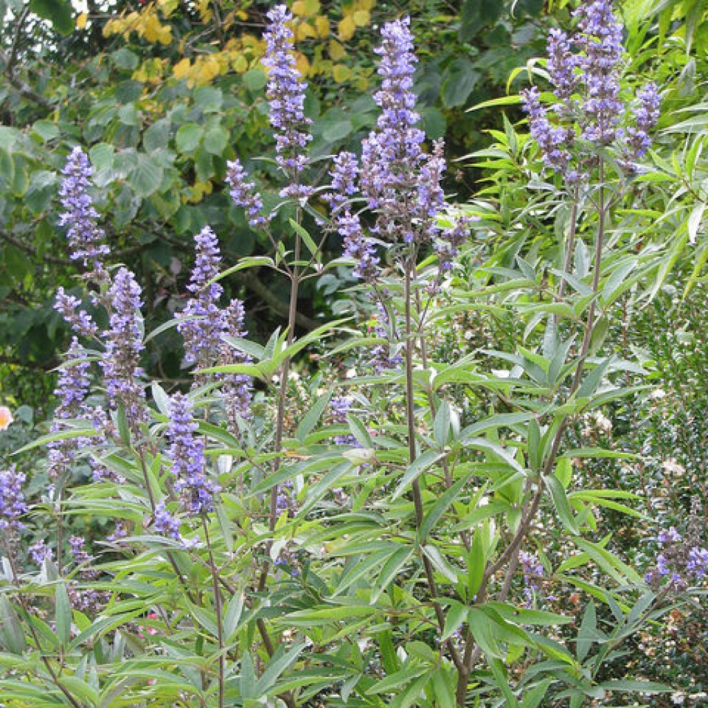 Agnus Castus Tablets - 1000mg (100 Tablets) - Zoom Baby